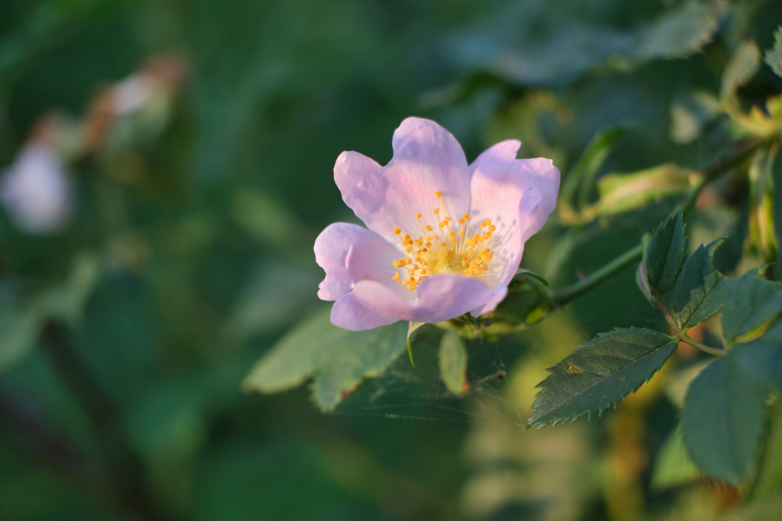 Prairie Rose Hospice Palliative Care Society — In loving memory of Rose ...